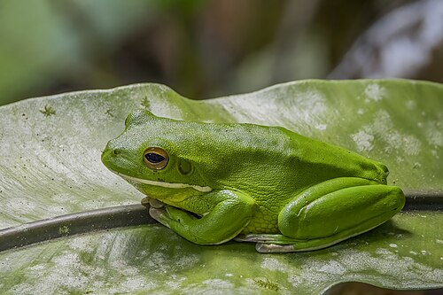 REPTILE - WHITE LIPPED TREE FROG (Nyctimystes infrafrenatus)